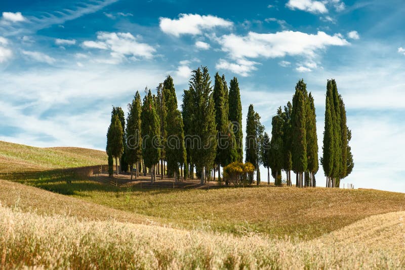 Cypress trees in Tuscany stock photo. Image of tuscany - 4220616