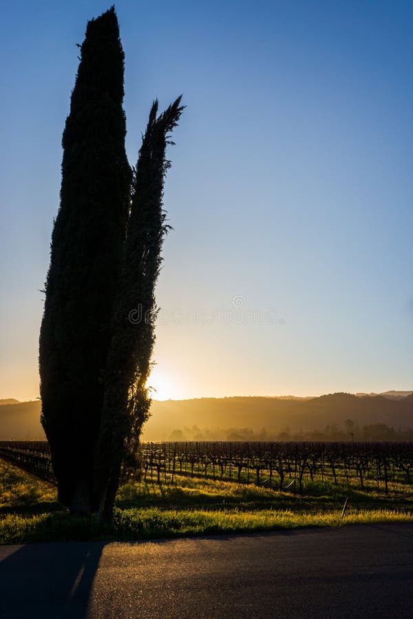 Napa in Winter stock photo. Image of landscape, green - 30004508