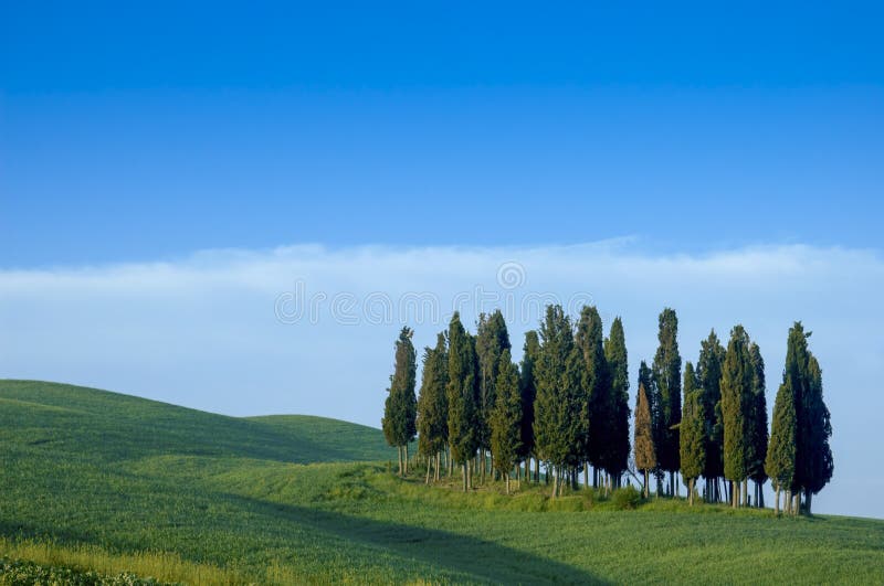 Cypress Trees on a Ridge, Italy Stock Image - Image of tourism, europe ...