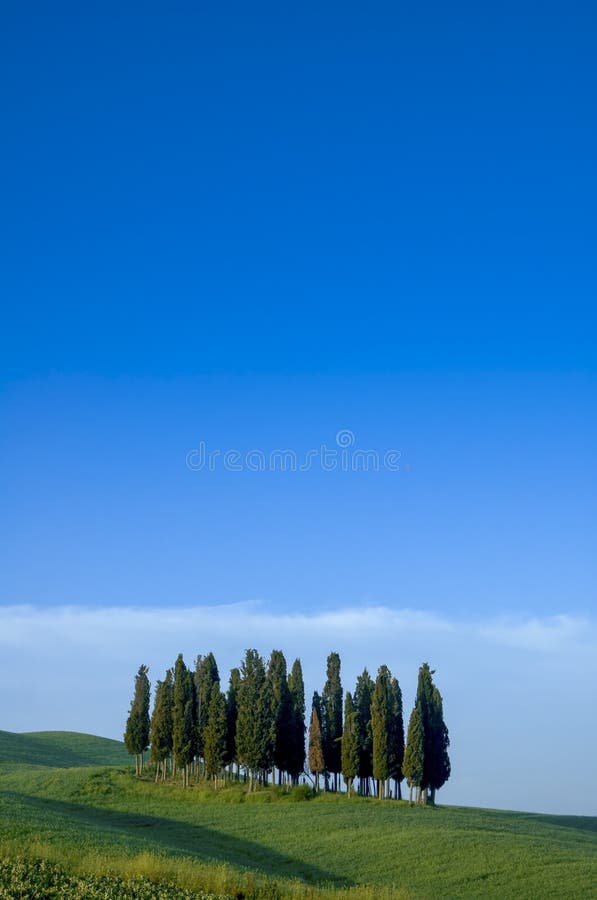 Cypress Trees on a Ridge, Italy Stock Photo - Image of pine, european ...