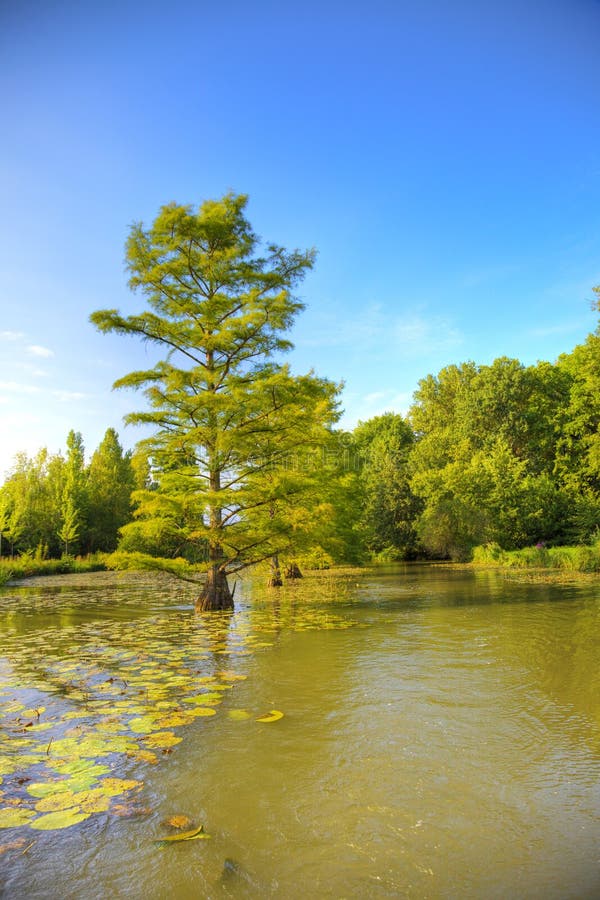 Cypress trees in the river stock image. Image of tree - 13292713