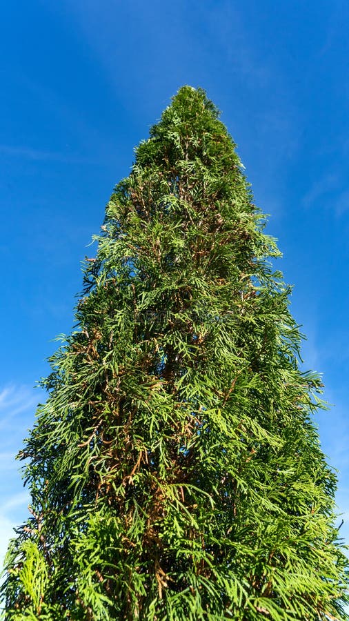 Cypress Trees on the Sky Background. View from the Bottom. Sochi ...