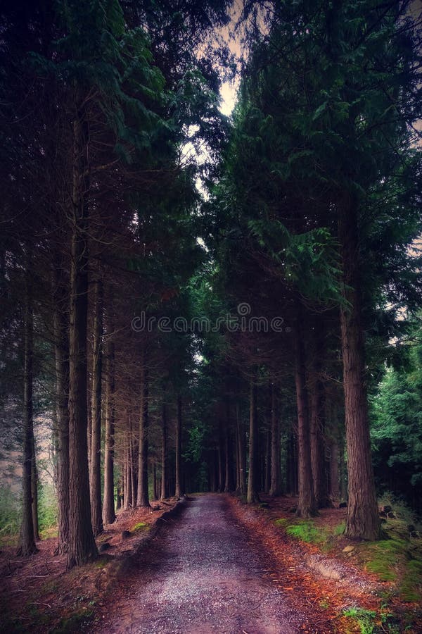 Cypress Trees Surrounding Path Stock Photo - Image of trees, lane: 73904184