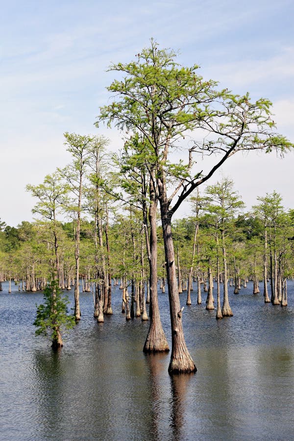Cypress trees in swamp stock image. Image of bayou, nature - 17115529