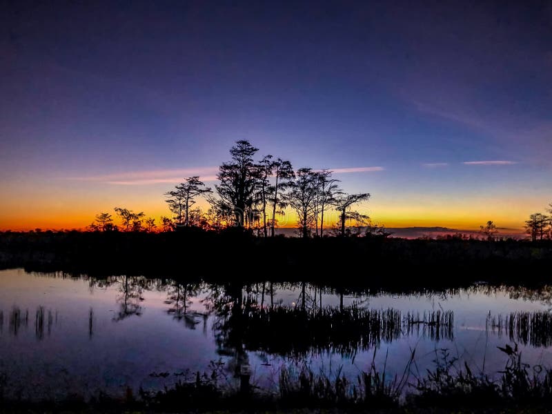 Cypress Trees in the Swamps at Sunset Stock Photo - Image of ...