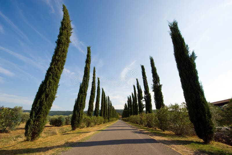 Cypress trees in Tuscany stock image. Image of italian - 21934439
