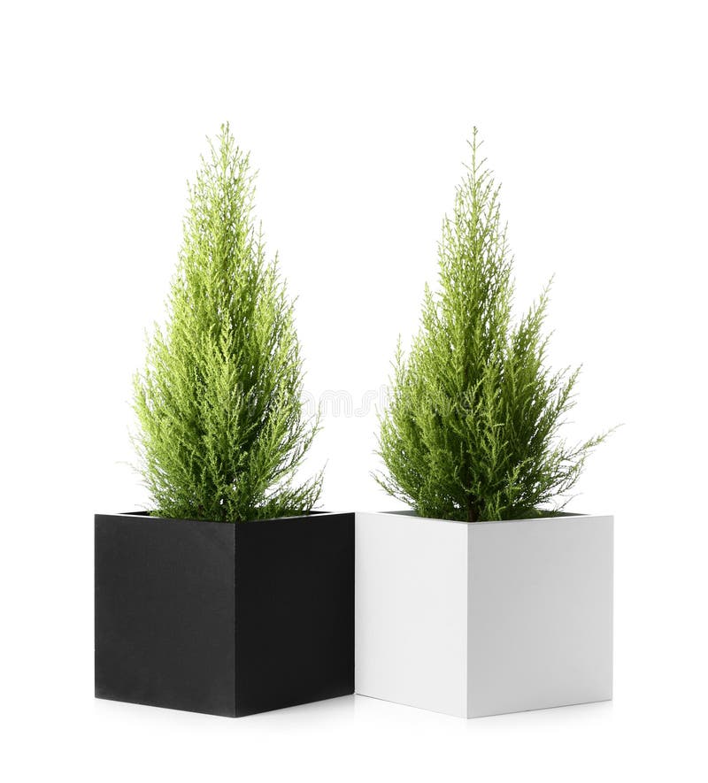 Cypress Trees on White Background Stock Image - Image of flowerpot ...
