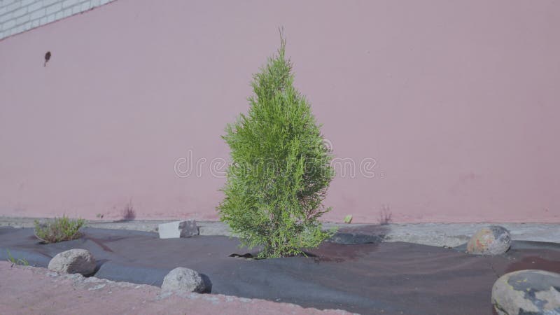 Cypress Young Tree with Slender Trunk Growing on Backyard Stock Video ...