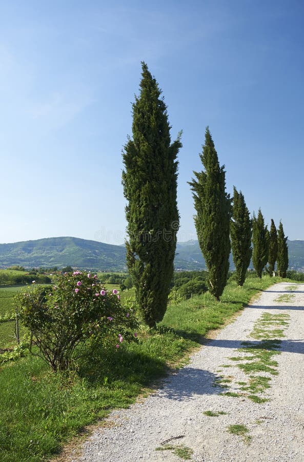 Cypresses fotografering för bildbyråer. Bild av jordbruk - 53979147