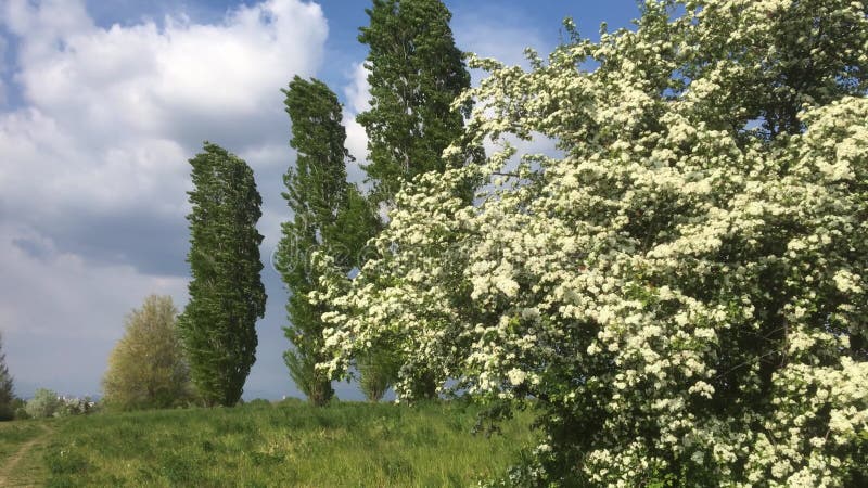 Cypresses and Hawthorn Bush Whipped by the Wind Stock Footage - Video ...