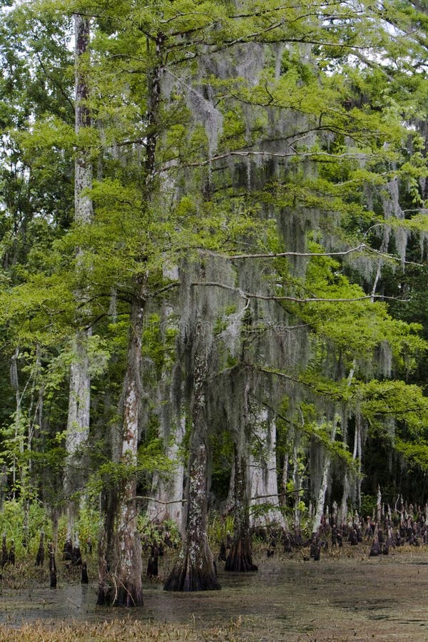 Florida Swamp Landscape with Cypress Stock Image - Image of reservation ...