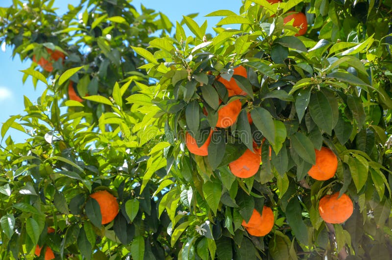 Cyprian Orange Tree Stock Photos - Free & Royalty-Free Stock Photos ...