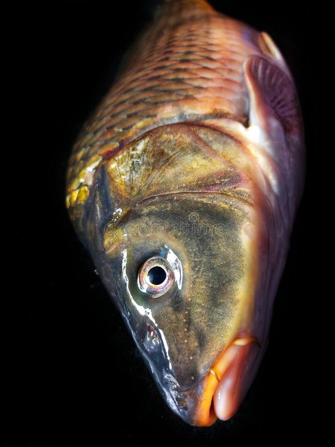 Cyprinus Carp Europin Carp Fish in Nice Dark Background Stock Photo ...