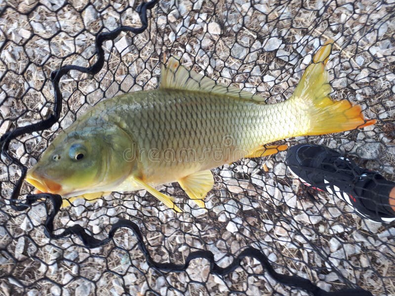 Cyprinus carpio editorial photo. Image of perch, bass - 100721421
