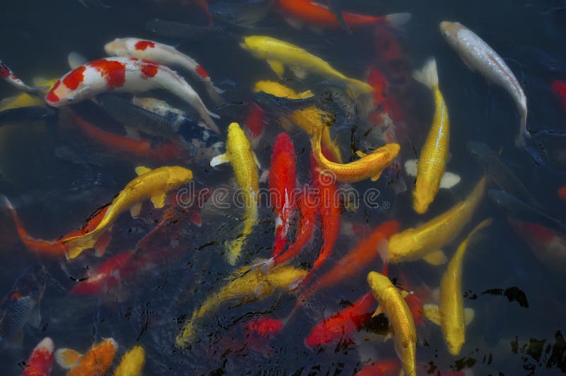 Deux Poissons Rouges (auratus D'auratus De Carassius) Image stock ...