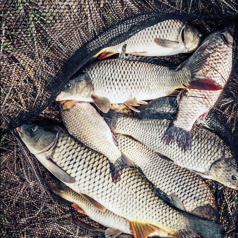 Head silver carp stock image. Image of fresh, ingredient - 71595621