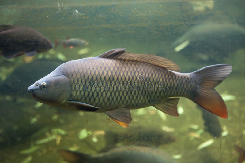 Carpa Comum Selvagem & X28; Carpio& X29 Do Cyprinus; Foto de Stock ...