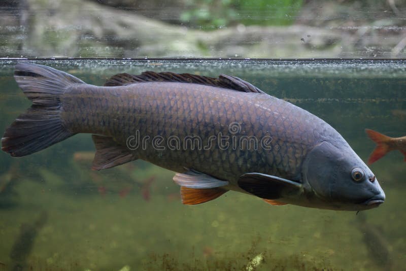 Carpa Comum Selvagem (Cyprinus Carpio) Foto de Stock - Imagem de nadada ...