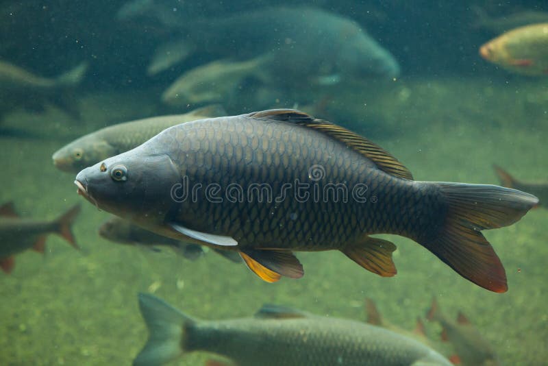 Carpa Comum Selvagem (Cyprinus Carpio) Foto de Stock - Imagem de ...