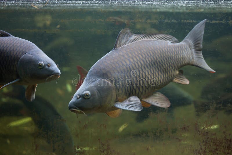 Carpa Comum Selvagem & X28; Carpio& X29 Do Cyprinus; Foto de Stock ...