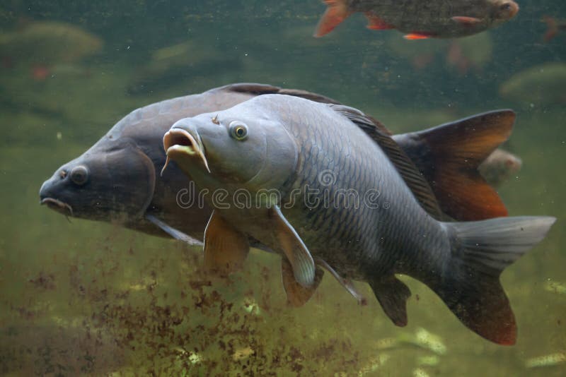 Carpa Comum Selvagem (Cyprinus Carpio) Foto de Stock - Imagem de nadada ...