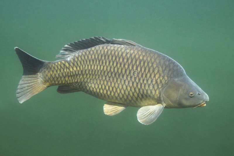 Rubrofuscus Del Cyprinus Della Carpa a Specchi Immagine Stock ...