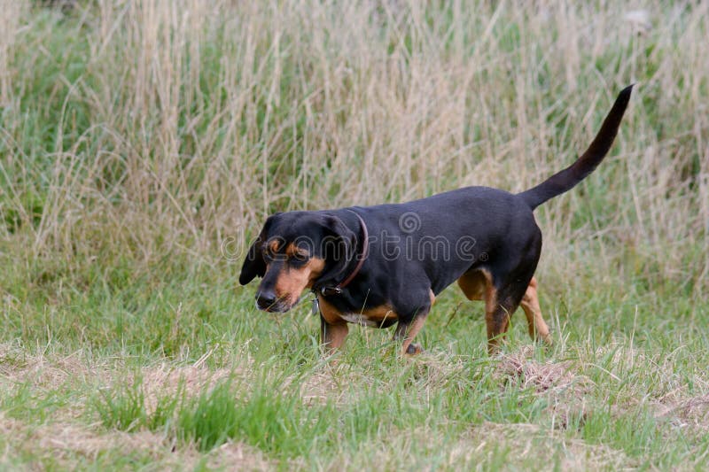 Cypriot bloodhound dog stock photo. Image of green, furry - 45126464