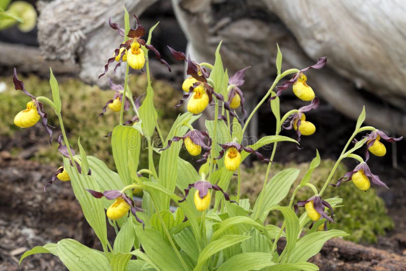 Cypripedium Flowers in a Garden Stock Image - Image of botany, slipper ...
