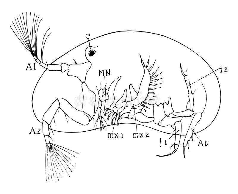 Cypris Stock Illustrations – 28 Cypris Stock Illustrations, Vectors ...