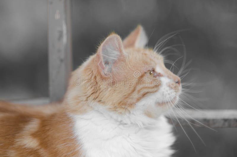 Cyprus cat stock image. Image of carnivoran, cyprus, nose - 61777917