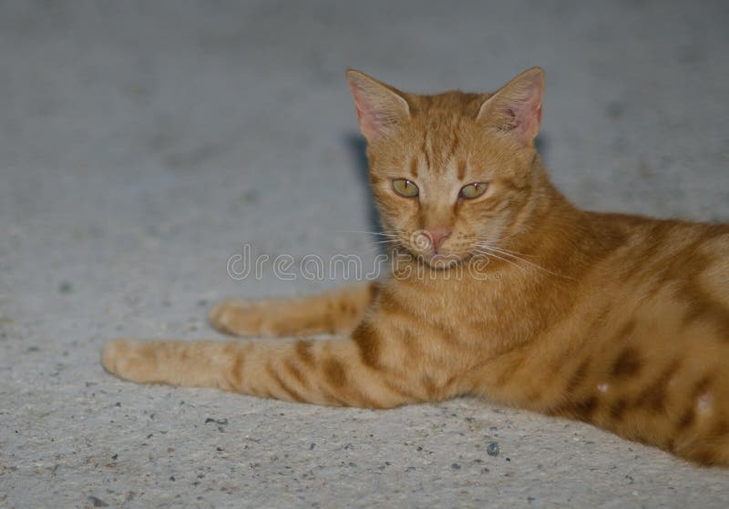 Cyprus cat stock photo. Image of fauna, ocicat, bengal - 61777980