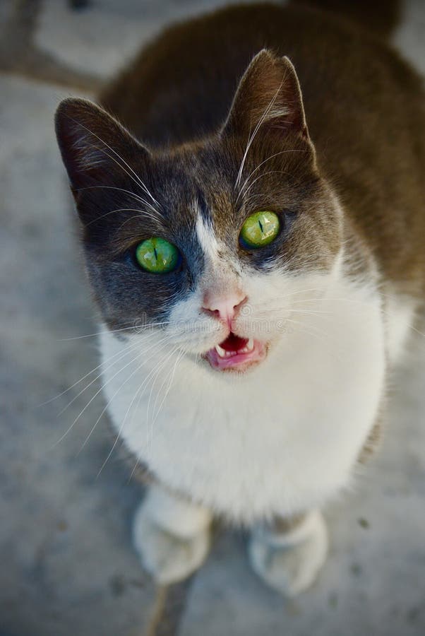 Cyprus cat stock photo. Image of kitten, mammal, wildcat - 345545252