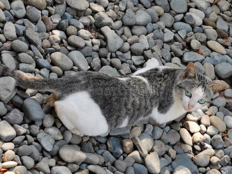 Cyprus cat stock photo. Image of portrait, landscape - 120291610