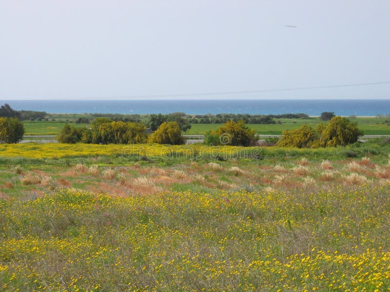 Cyprus Colours stock image. Image of yellow, trees, spring - 596407