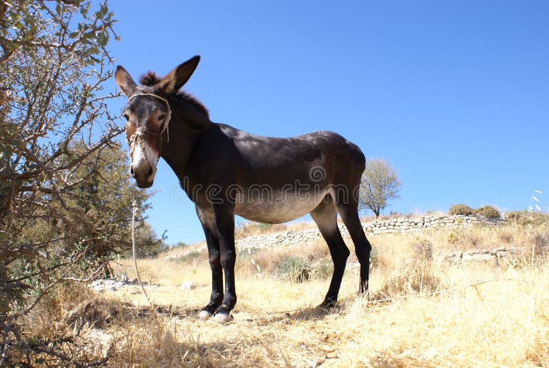 Cyprus Donkey stock image. Image of chordata, donkey, cute - 7653739