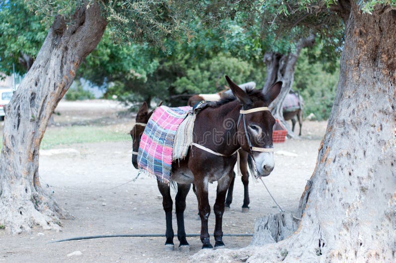 Cyprus Donkey stock image. Image of donkey, penisula - 54271965