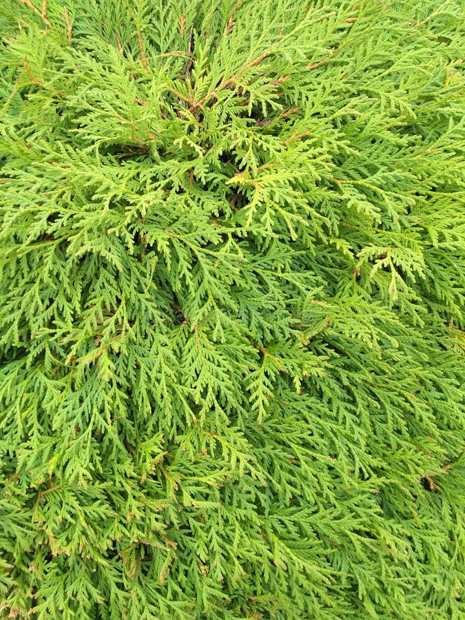 Cyprus leaf. stock photo. Image of texture, green, cypress - 125172986