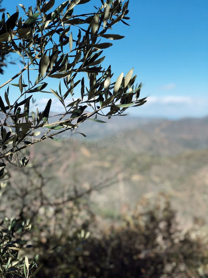 Cyprus Olive Tree Sky Beautiful Stock Image - Image of cyprus ...