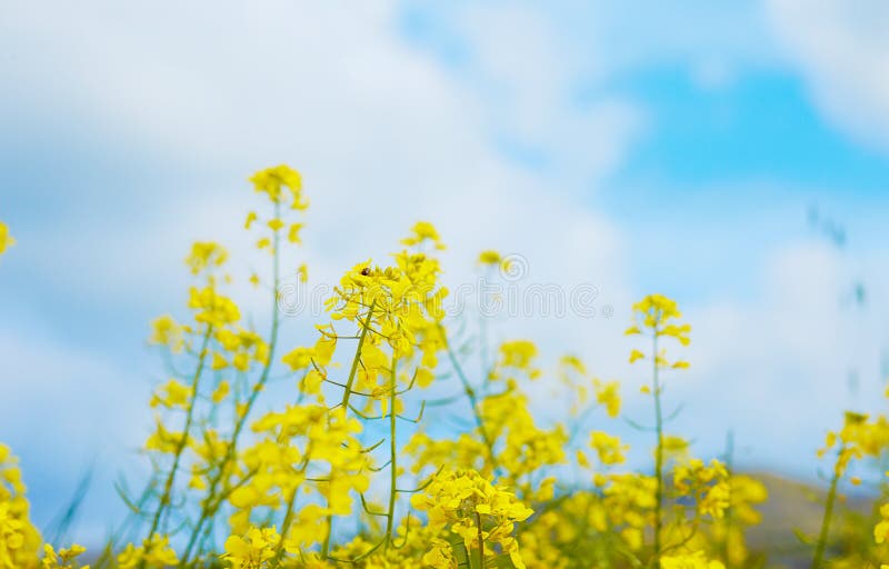 Cyprus in the spring stock image. Image of spring, flower - 24455293