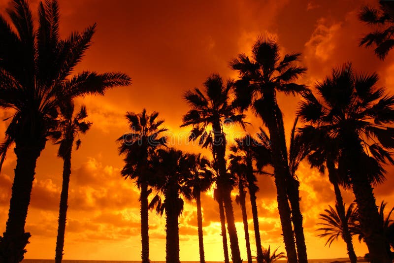 Sunset on cyprus resort stock image. Image of palm, holiday - 9681773