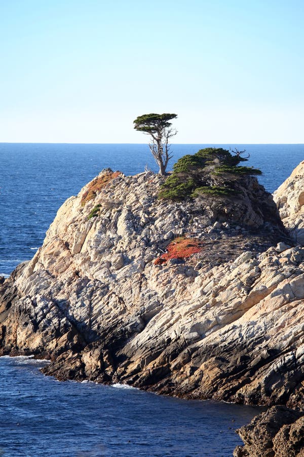 Cyprus Tree stock image. Image of pacific, coast, point - 17173919