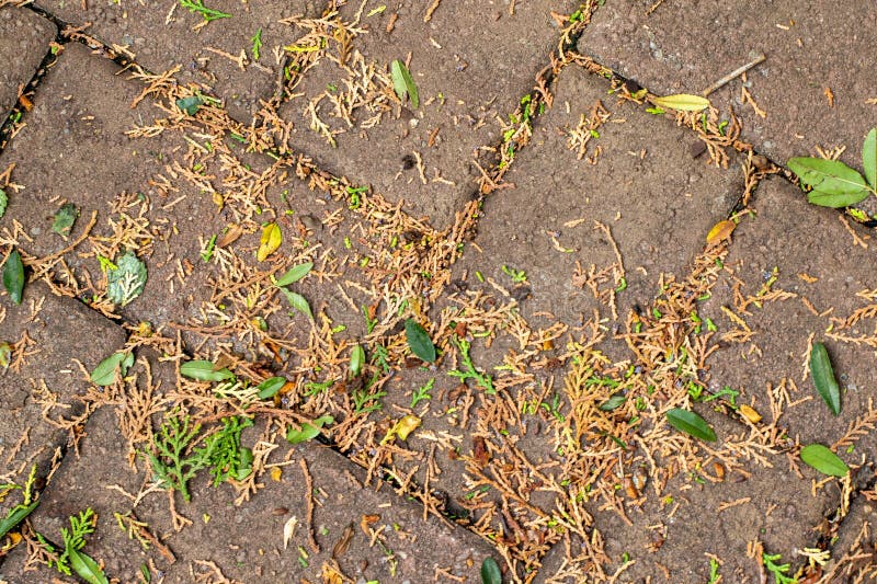 Scattered Plant Matter on a Paved Surface Stock Image - Image of paved ...