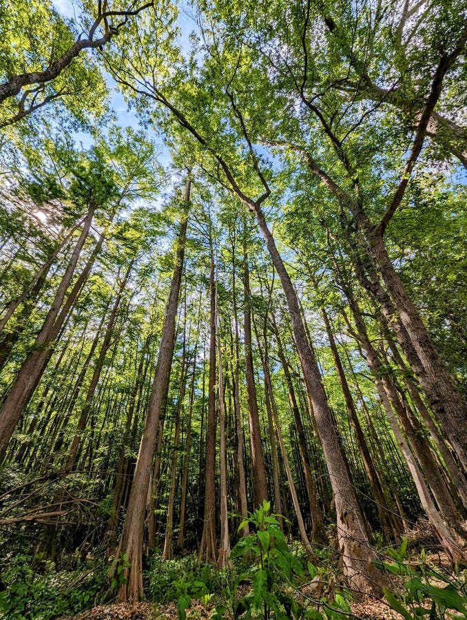 Cyprus Trees in the Sunlight in the Swamp Stock Image - Image of dock ...