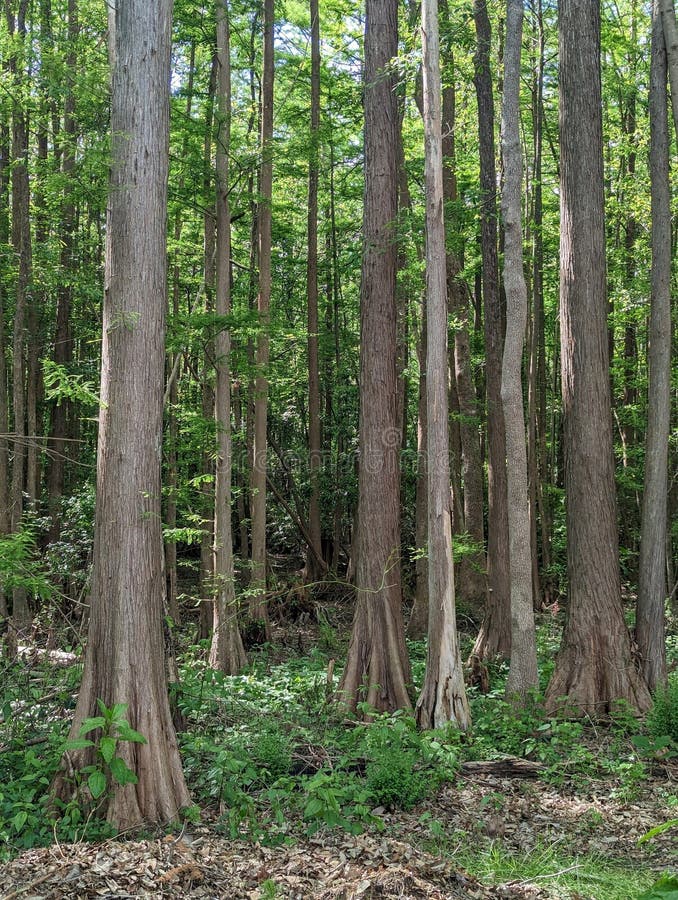 Cyprus Trees in the Sunlight in the Swamp Stock Image - Image of cyprus ...