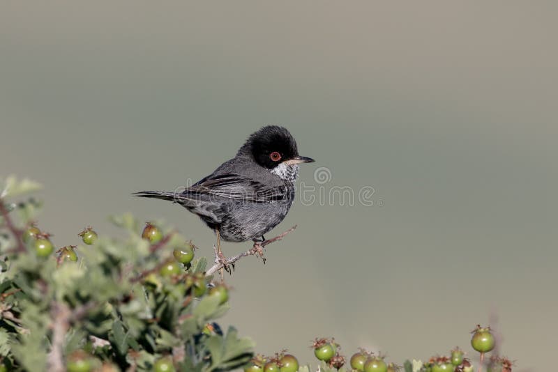Cyprus Warbler, Sylvia Melanothorax Stock Photo - Image of bush ...