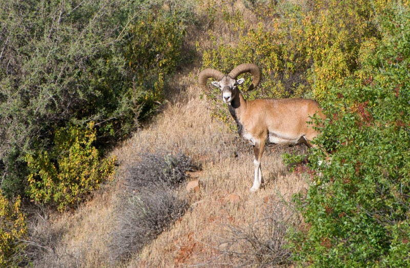 Cyprus wild mouflon stock image. Image of mountains, sheep - 40376381