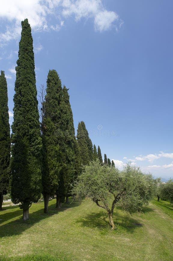 Cyprys zdjęcie stock. Obraz złożonej z gazon, cyprys - 14460532