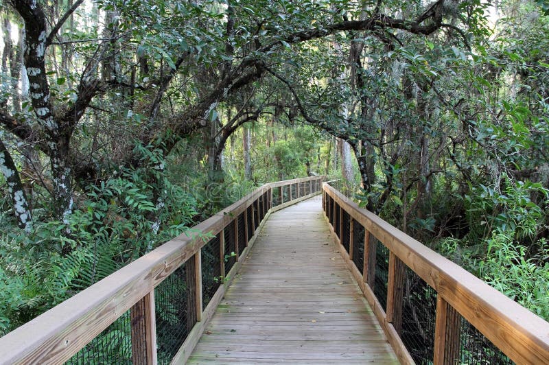 Bagna cyprysowy Boardwalk zdjęcie stock. Obraz złożonej z natura - 26097062