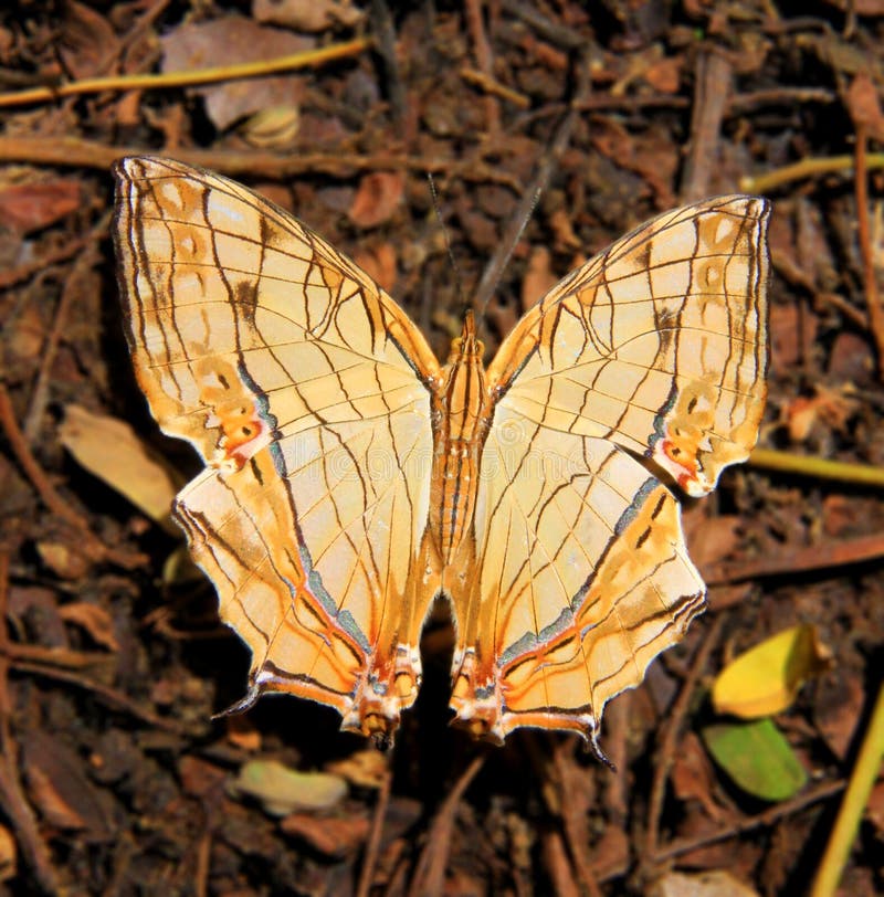 Cyrestis thyodamas stock photo. Image of cyrestis, yellow - 25166592