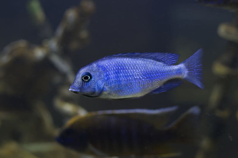 Cyrtocara moorii stock image. Image of aquarium, exoctic - 159214239